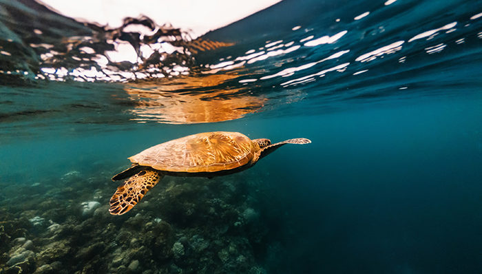 Moalboal Beach With Sea Turtles and Sardines Interaction Day Tour ...